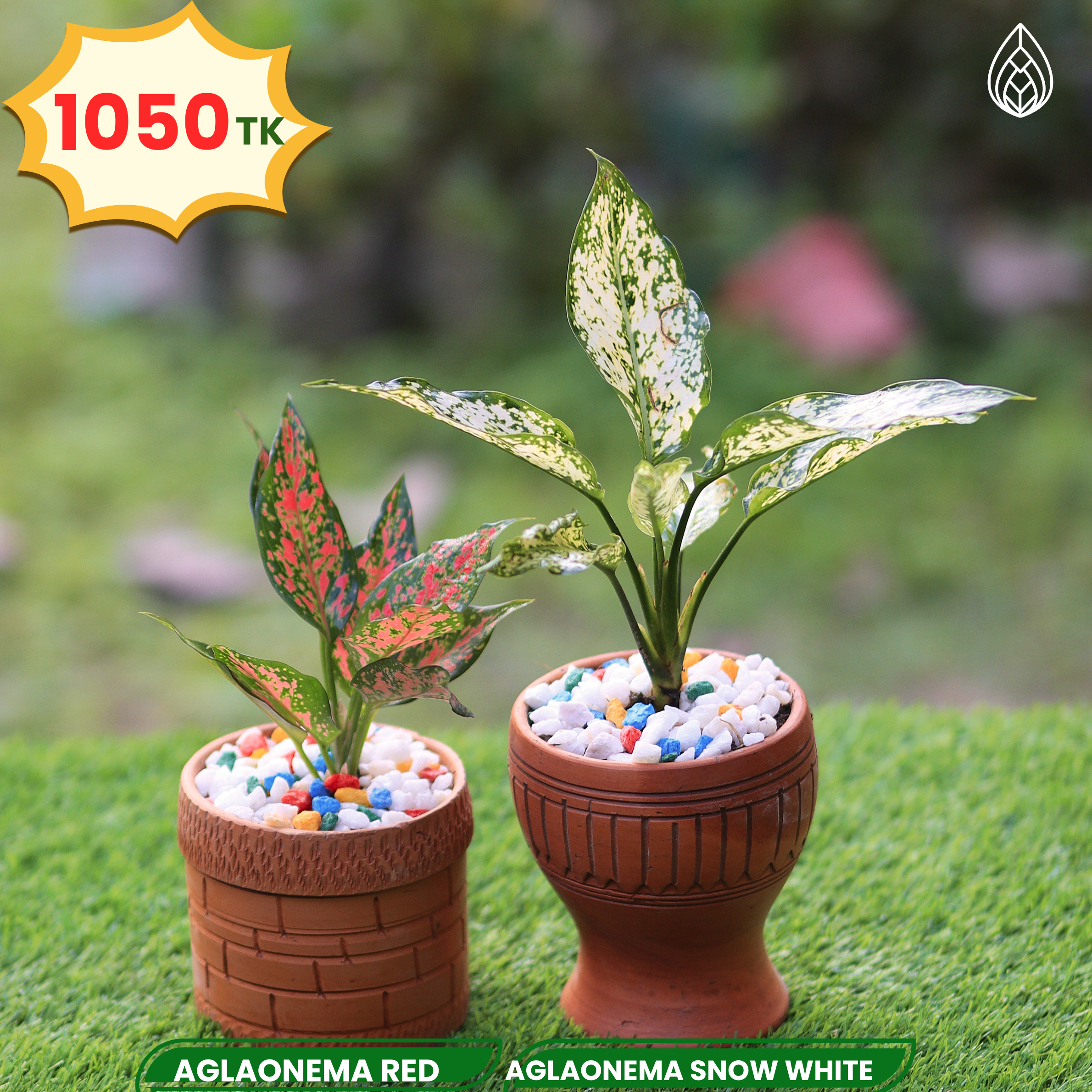 aglaonema red and snow white – Chitra Brikkho Haat